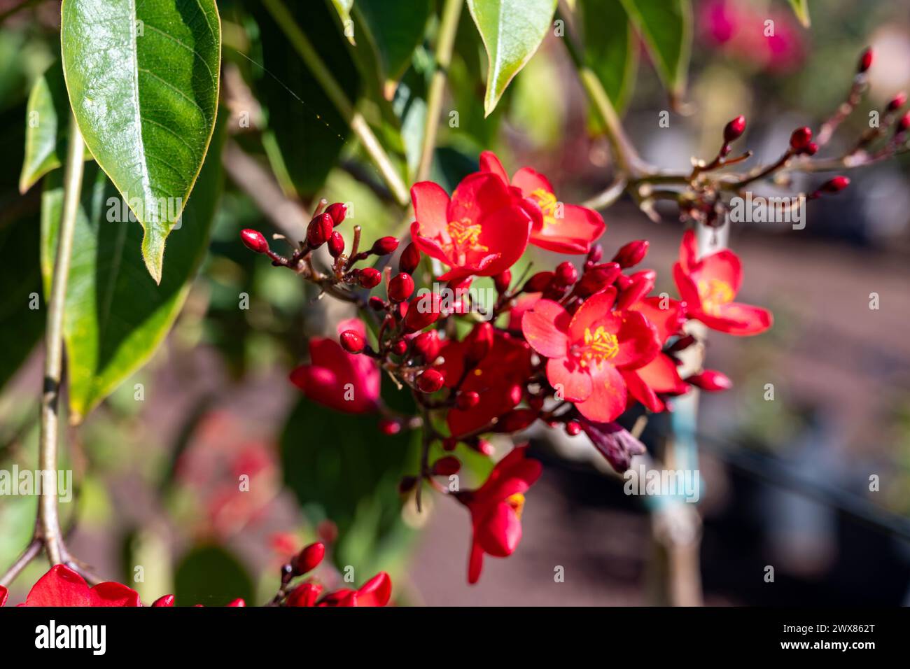 Red flowers of Jatropha flowering plants in spurge family ...