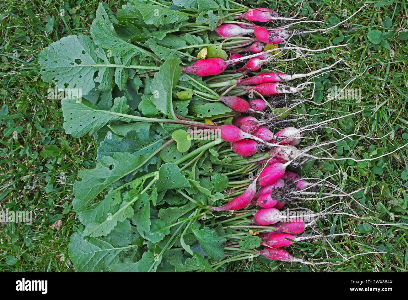 Radish (Raphanus sativus var. Radicula Pers.) - root garden plant, food ...