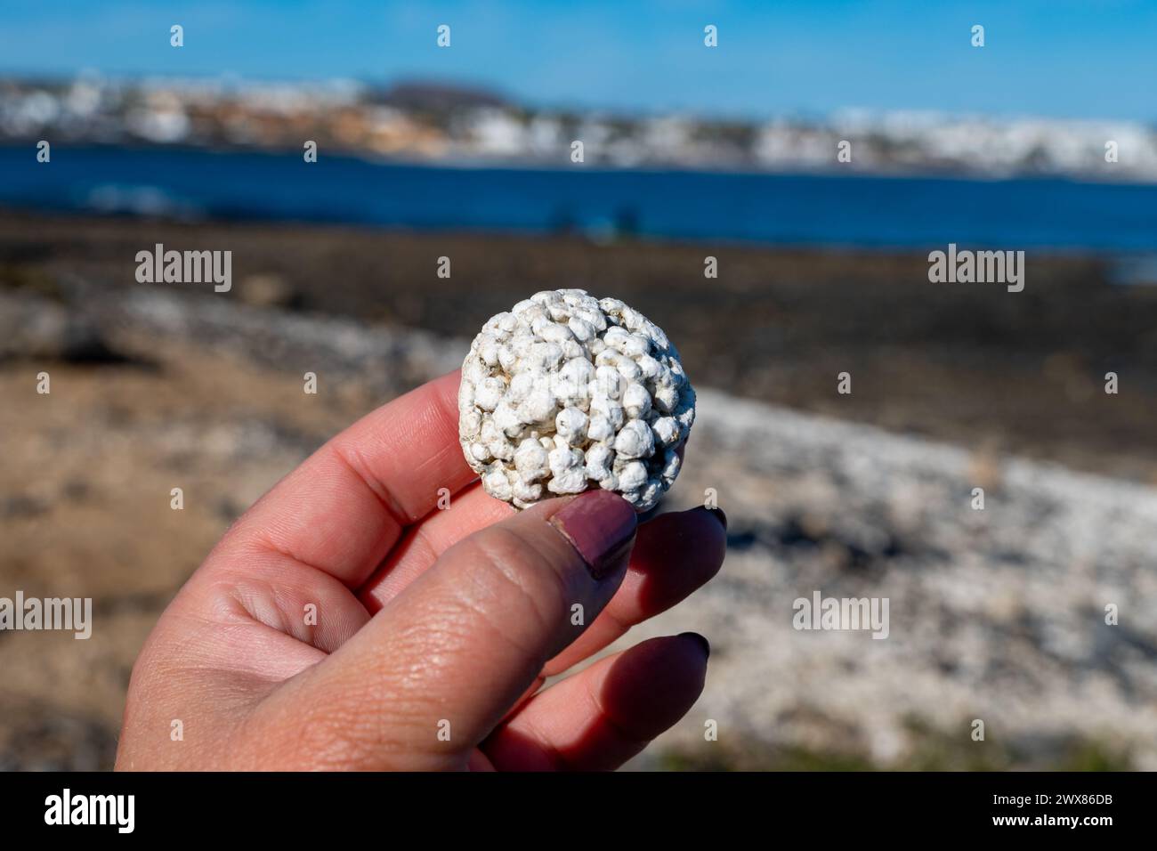 White popcorn shaped corals on white corals beach in Corralejo ...
