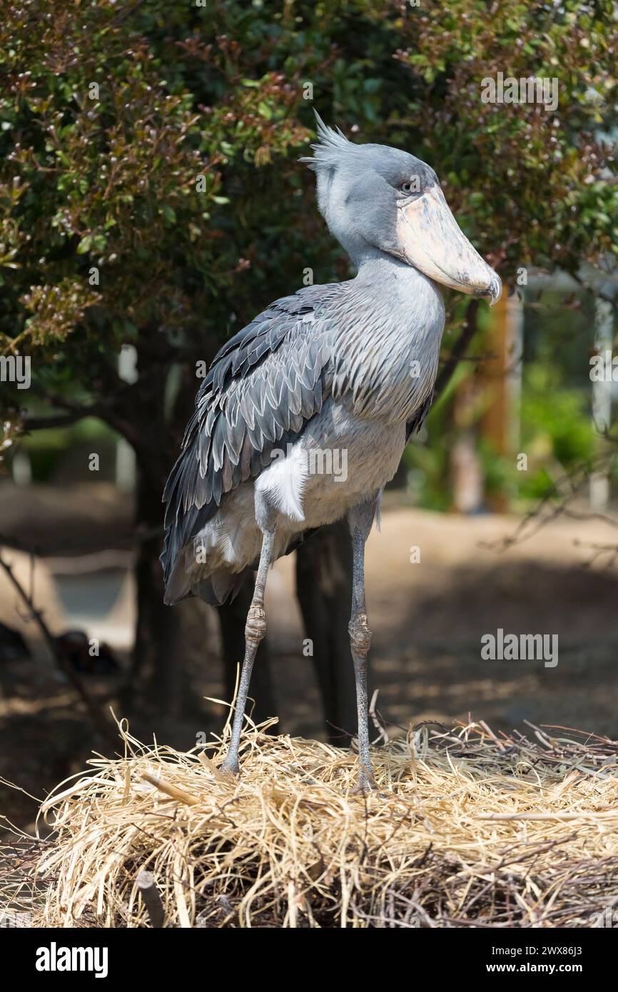 Shoebill stork standing on grassland. It is also known as the whalebill ...
