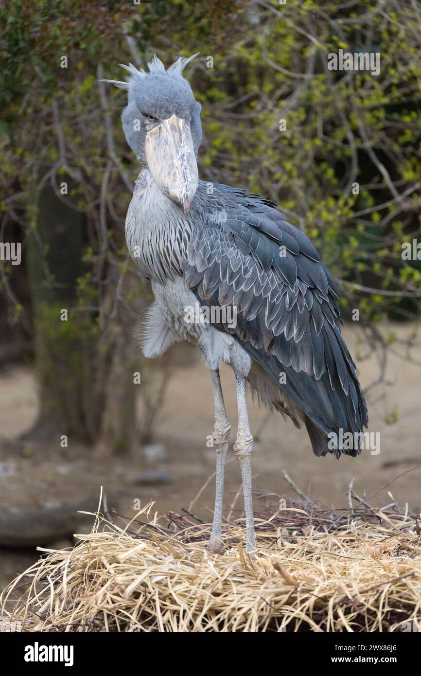 Shoebill stork standing on grassland. It is also known as the whalebill ...