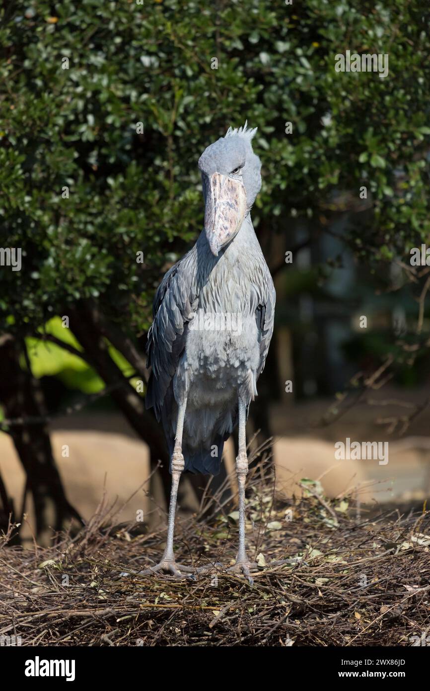 Shoebill stork standing on grassland. It is also known as the whalebill ...
