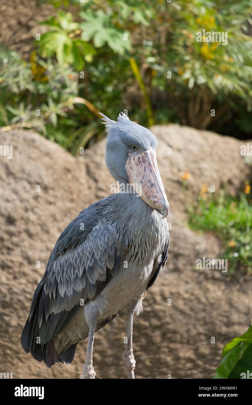 Shoebill stork standing on grassland. It is also known as the whalebill ...