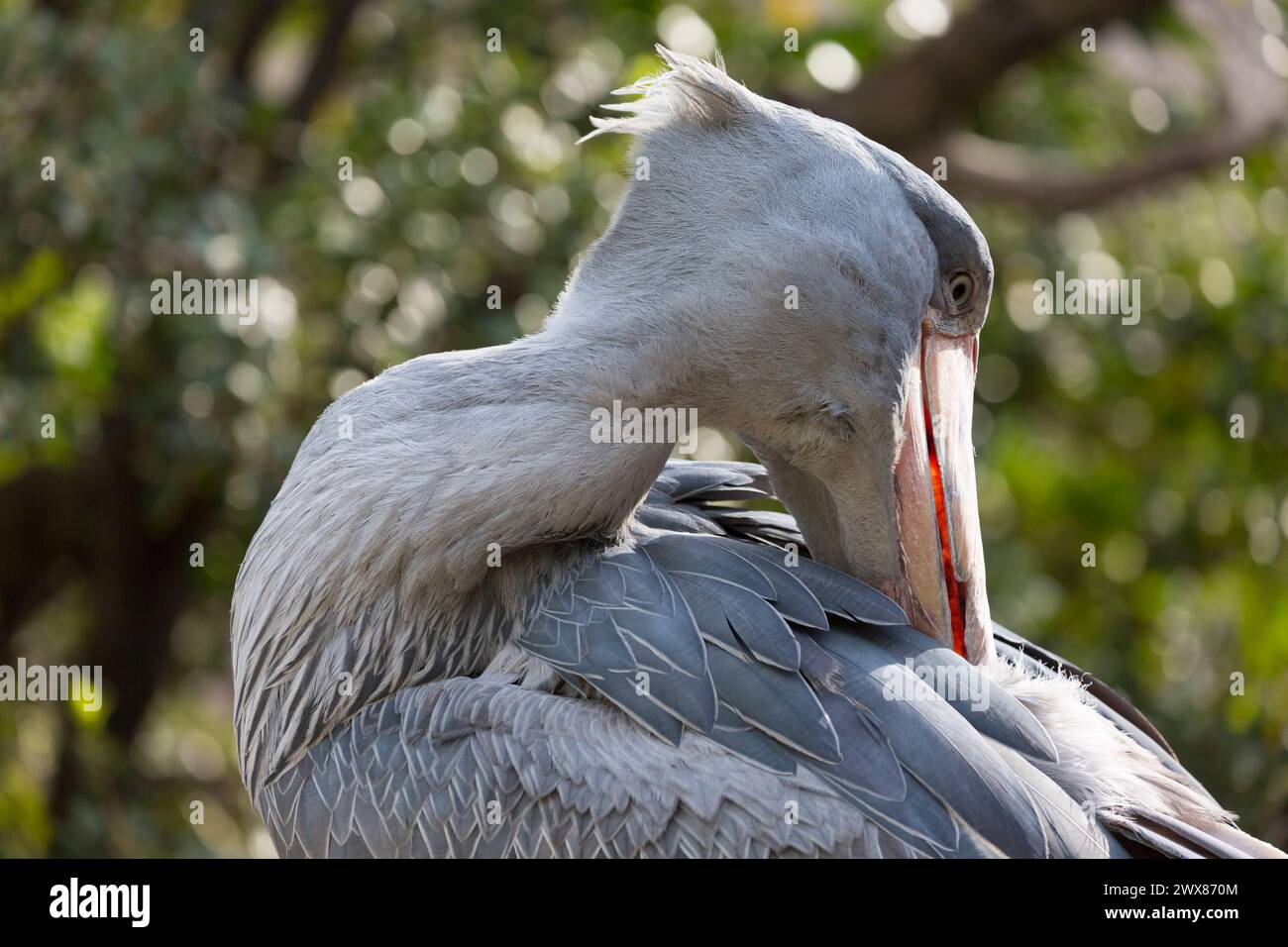 Looking back and preening shoebill stork. It is also known as the ...
