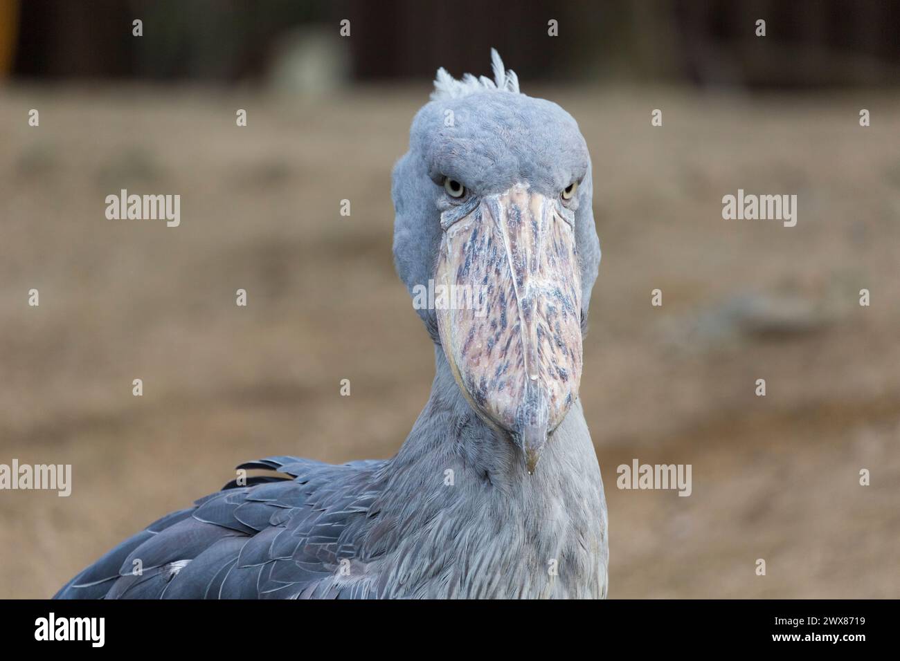 Close-up of shoebill stork. It is also known as the whalebill, a whale ...
