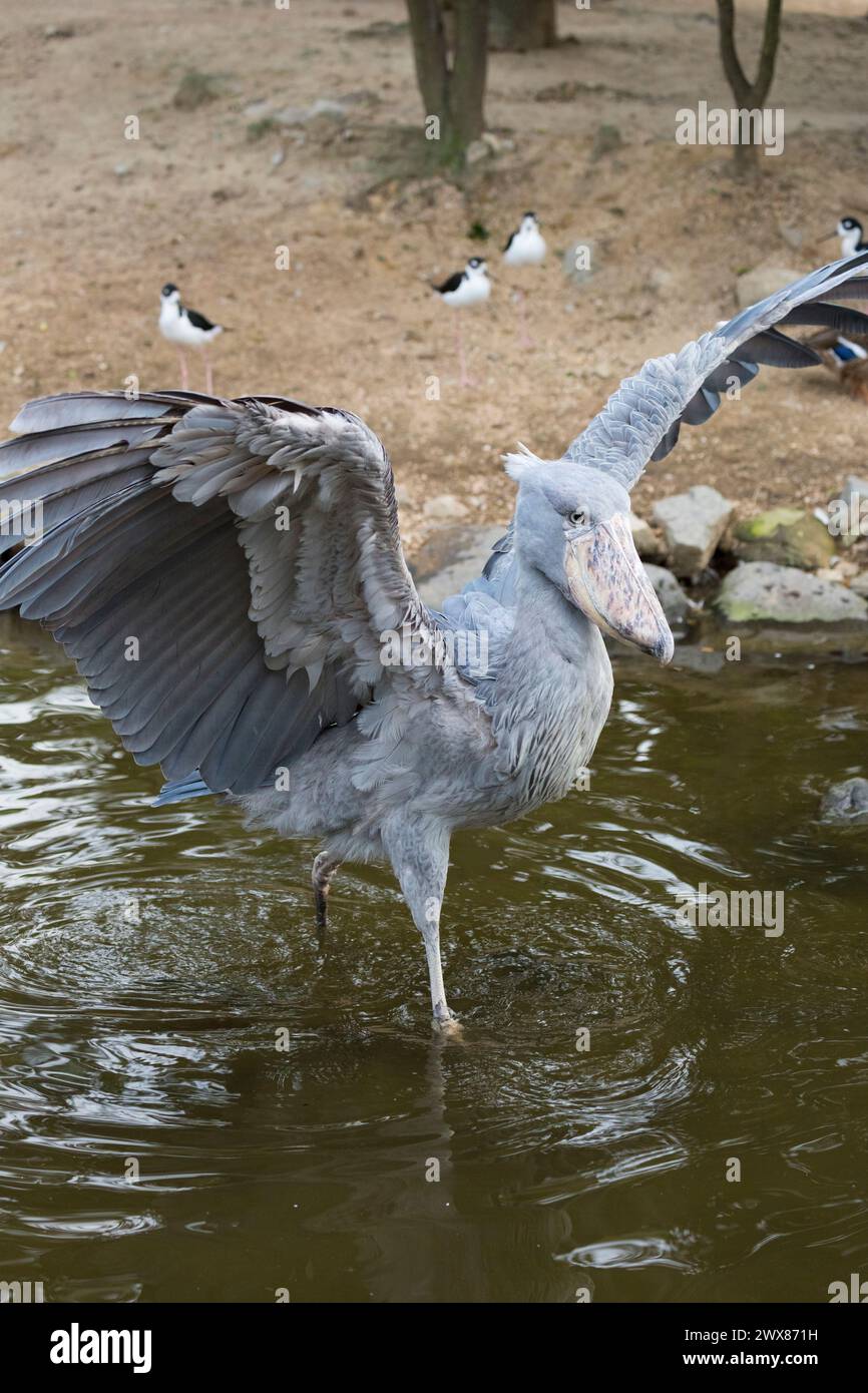 Shoebill Stork spread his wings in the pond. It is also known as the ...