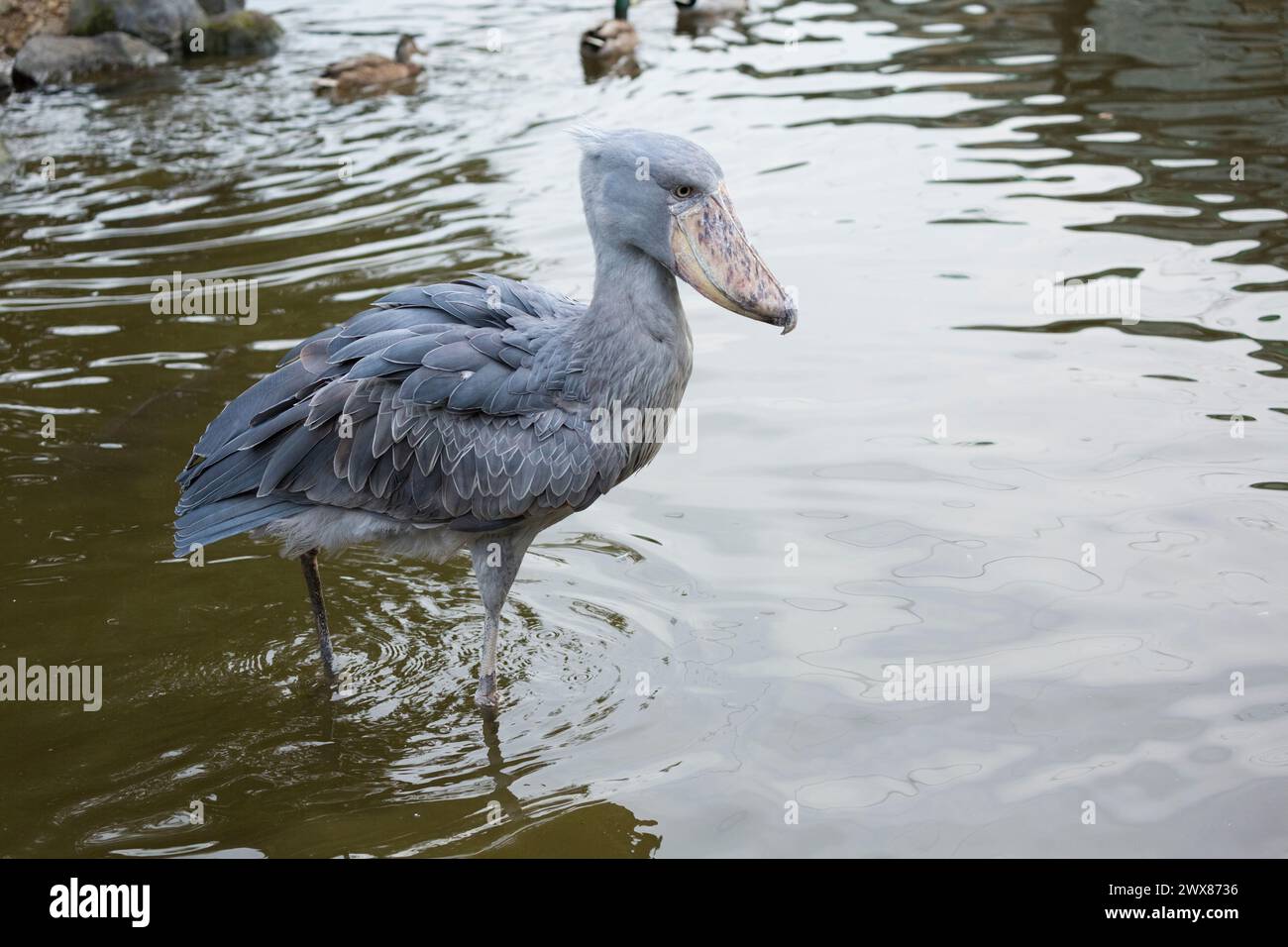 Shoebill stork is walking in the pond slowly. It is also known as the ...