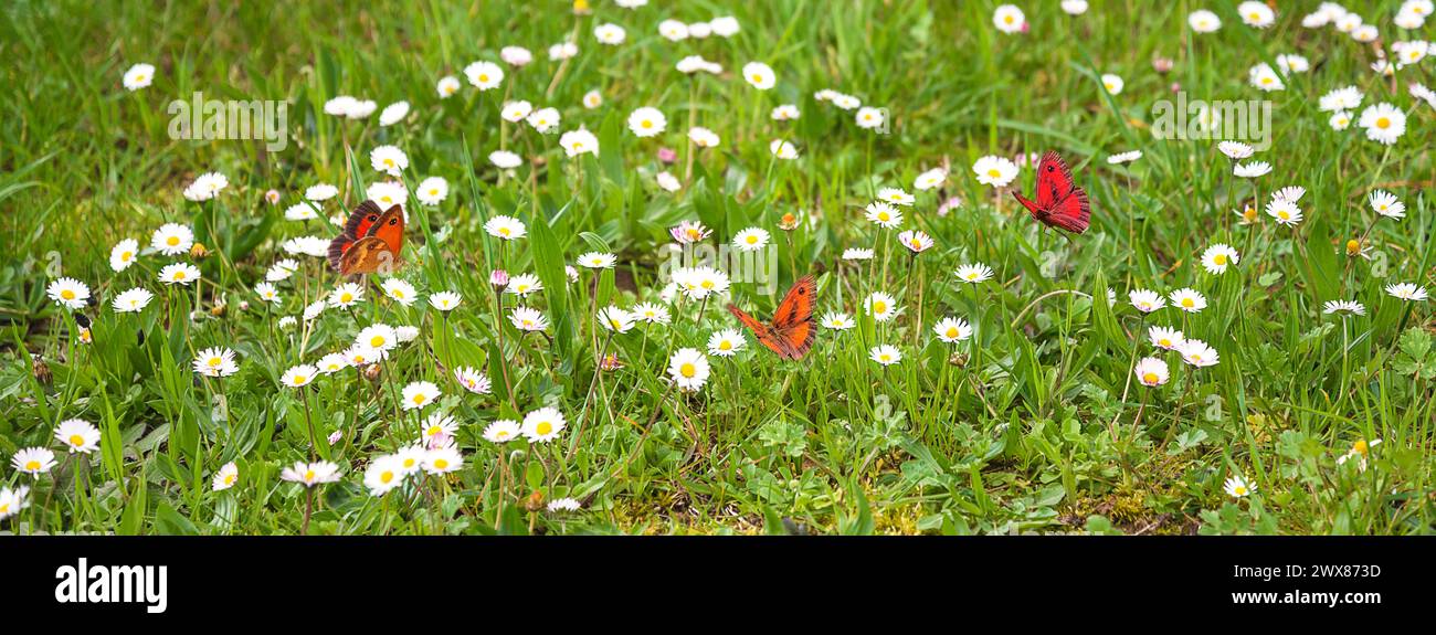 Butterflies flying field meadow hi-res stock photography and images - Alamy