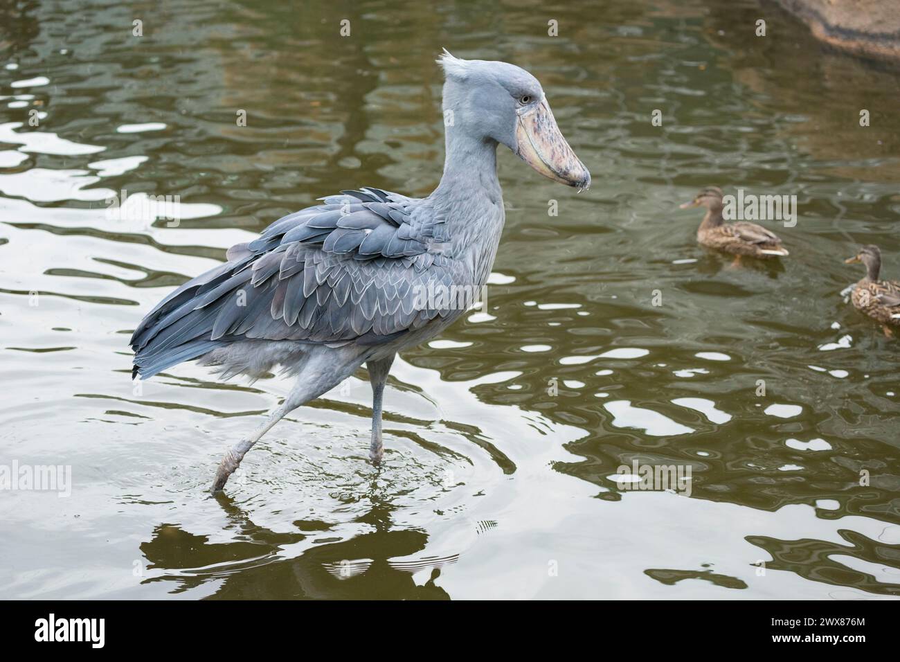 Shoebill stork is walking in the pond slowly. It is also known as the ...