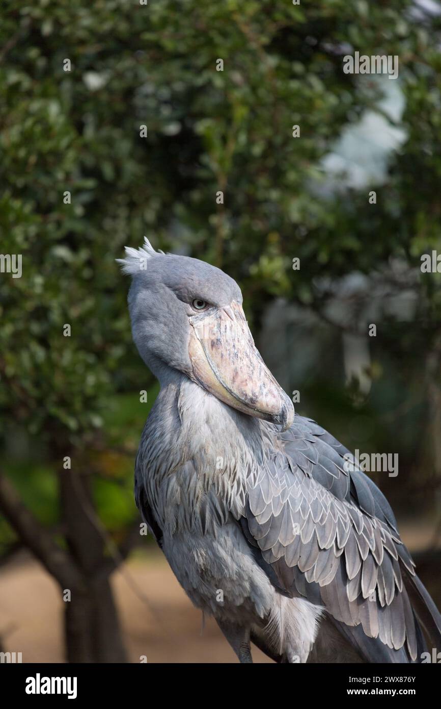 A shoebill stork looks back at something. It is also known as the ...