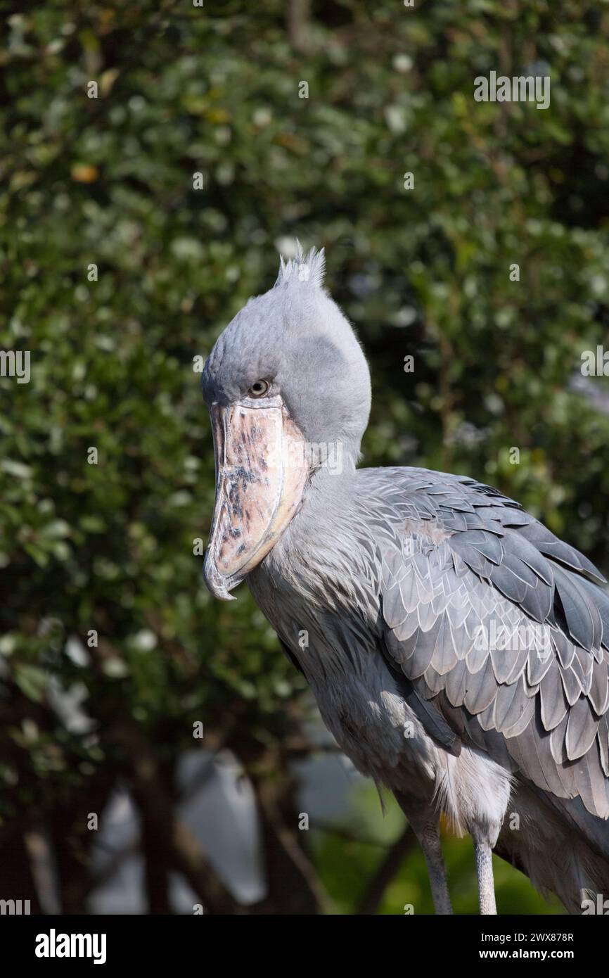 Shoebill stork standing in front of the tree. It is also known as the ...