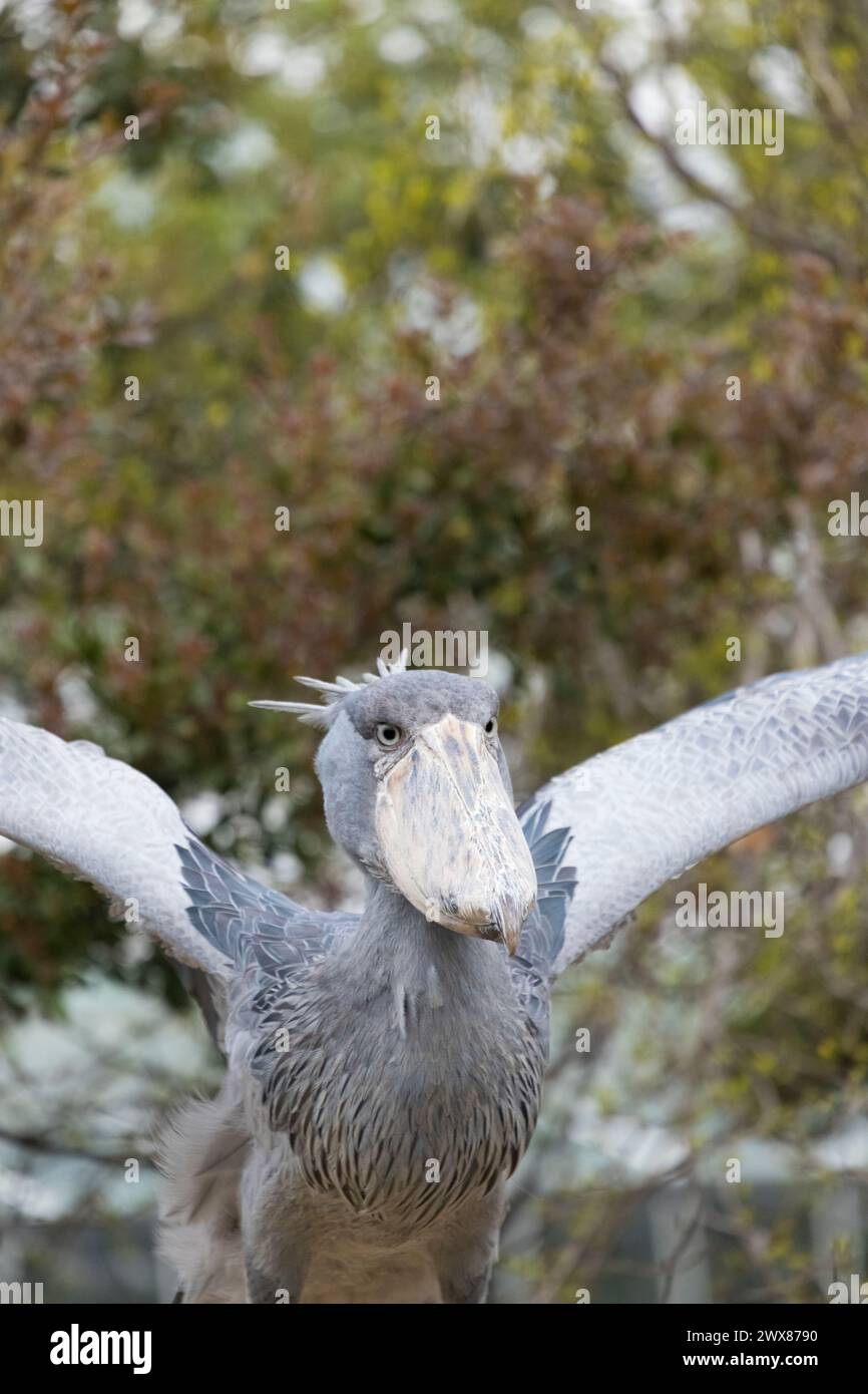 Flying Shoebill Stork spread his wings. It is also known as the ...