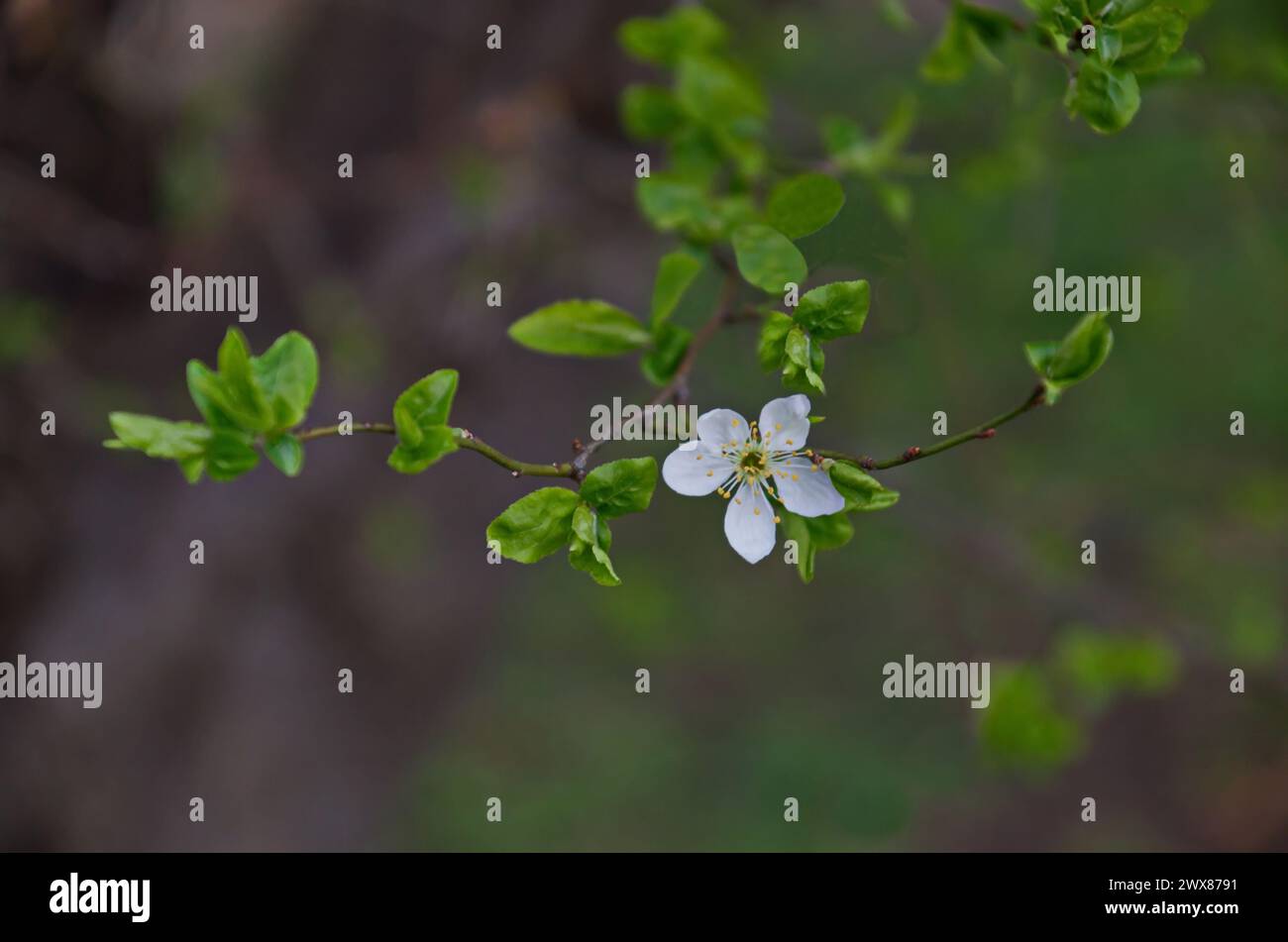 Branch with fresh bloom of plum-tree or Prunus domestica flower in ...