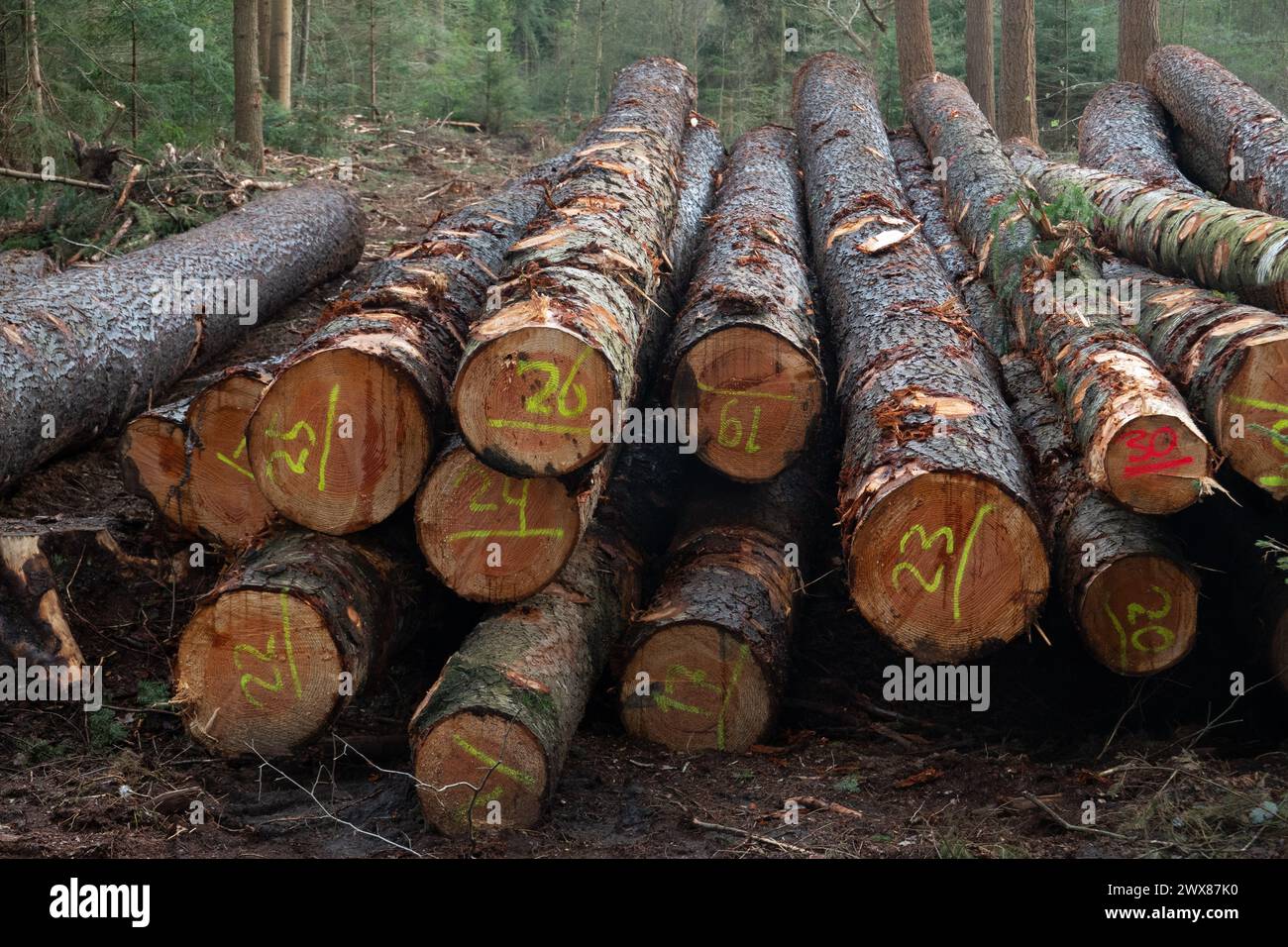 Cut Larch trees on a pile, marked with yellow and red numbers Stock ...