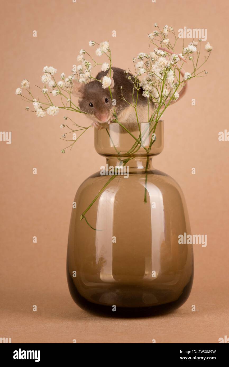 Fancy mouse hi-res stock photography and images - Alamy