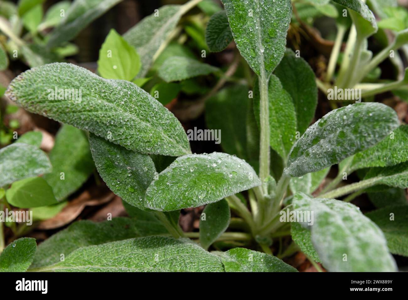 Nematanthus gregarius, clog plant, goldfish plant or peixinho da horta ...