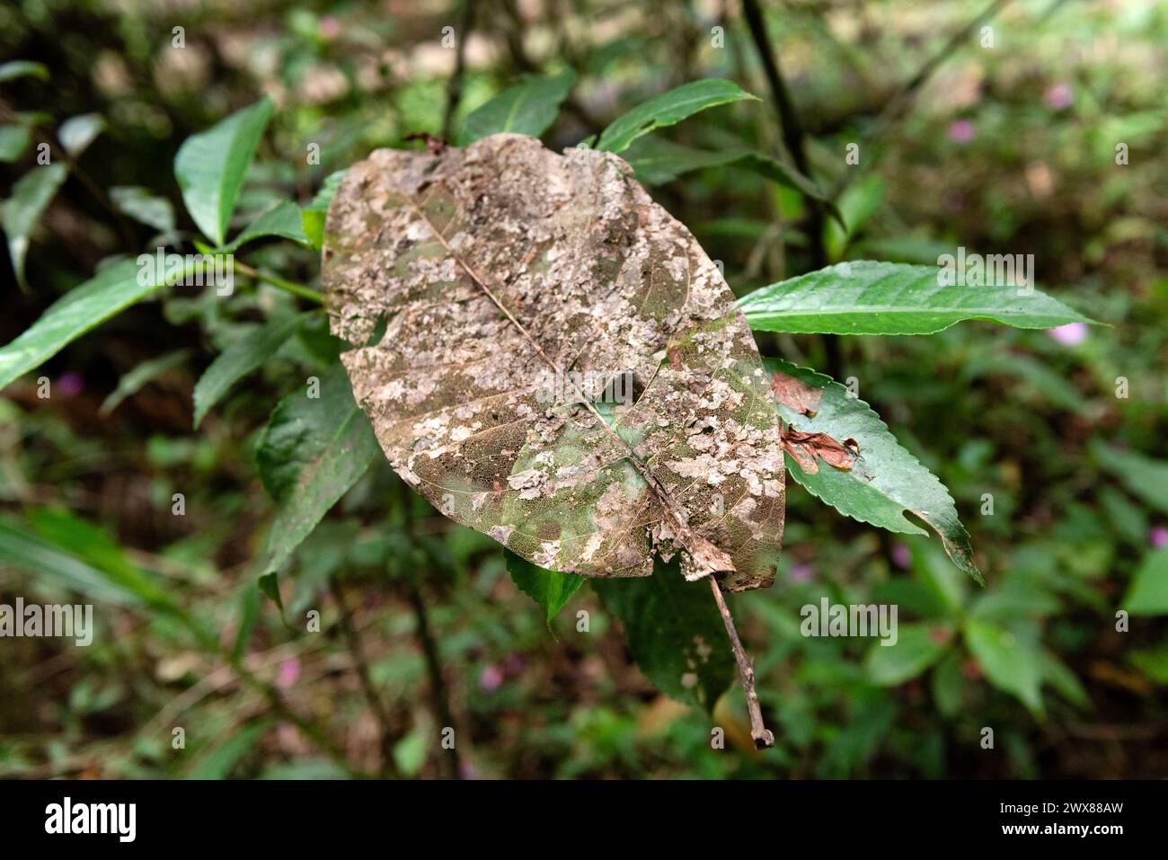Leaf decomposing showing its veins and ribs Stock Photo - Alamy