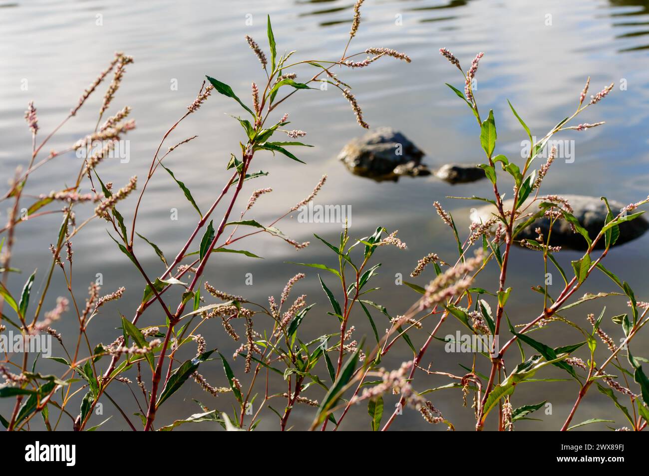 Smartweed with the lake and rocks in the background at El Dorado ...
