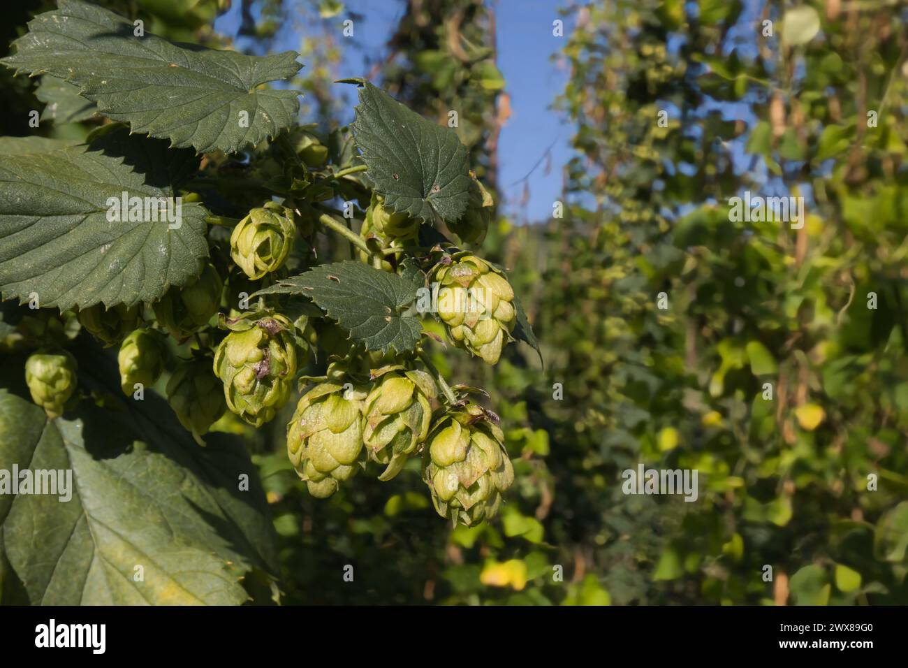 Austrian flavor hi-res stock photography and images - Alamy