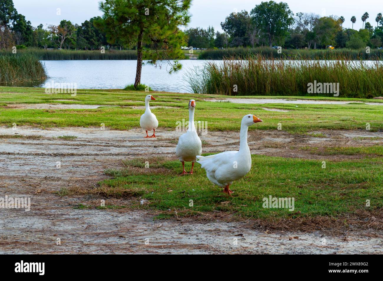 Three bean geese facing toward the camera behind the lake, trees, and ...