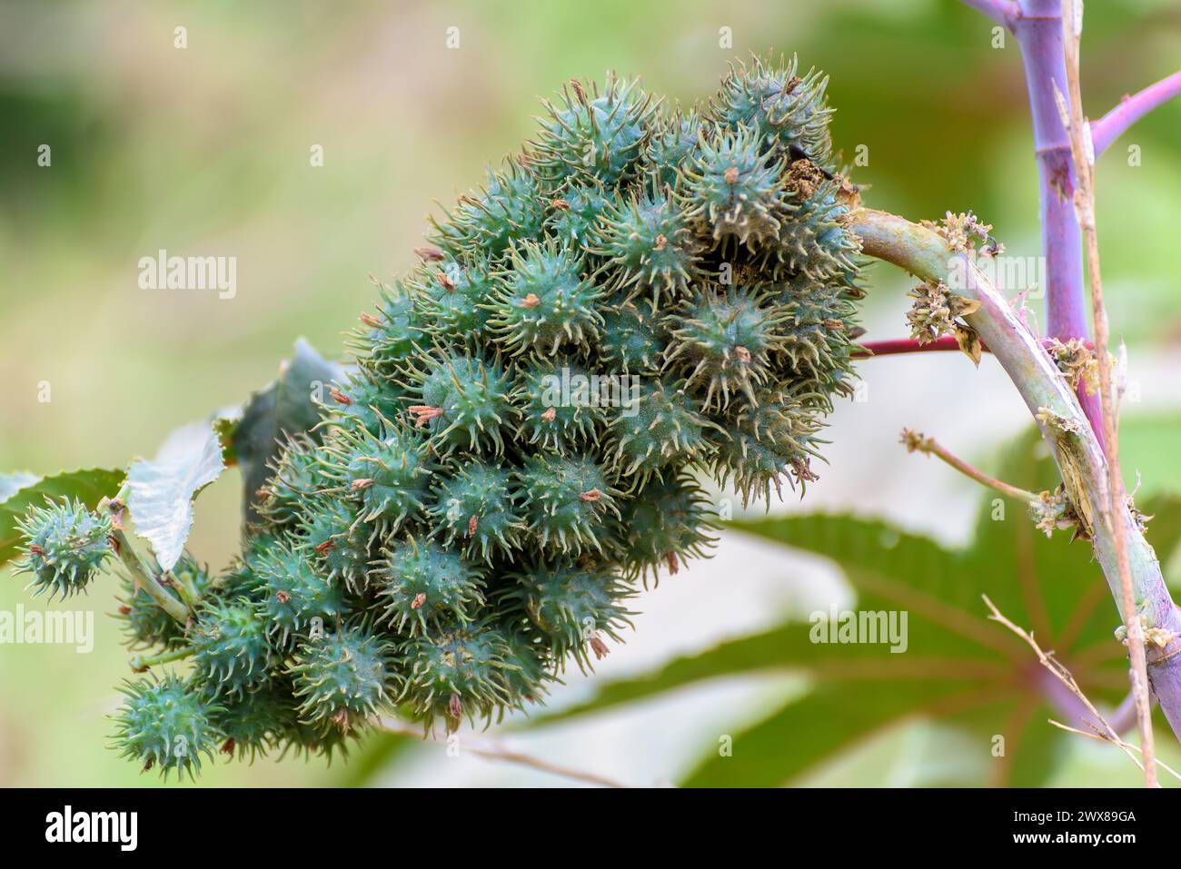 Brea carbon hi-res stock photography and images - Alamy