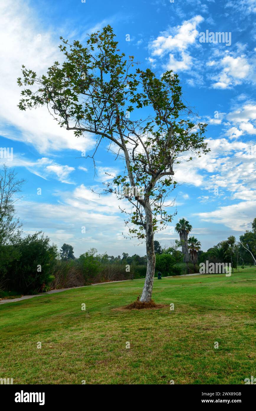 American sycamore hi-res stock photography and images - Alamy