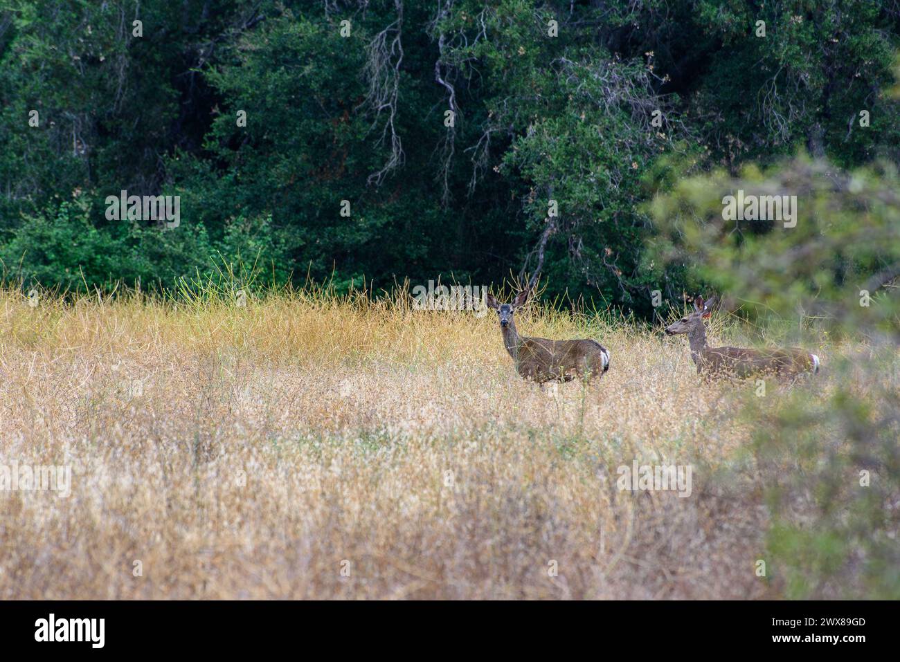 King c gillette ranch hi-res stock photography and images - Alamy