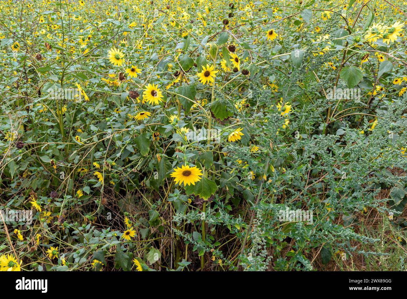 Brea carbon hi-res stock photography and images - Alamy