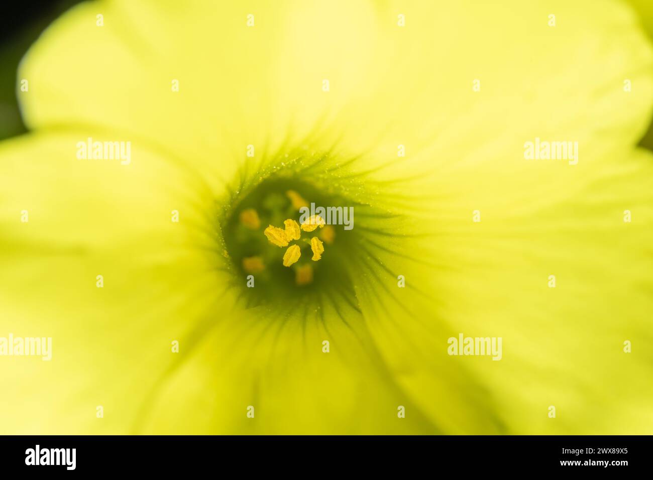 yellow sorrel flower highlighted under green background Stock Photo - Alamy