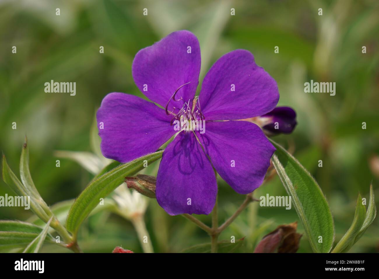Tibouchina urvilleana (glory bush, lasiandra, princess flower, pleroma ...