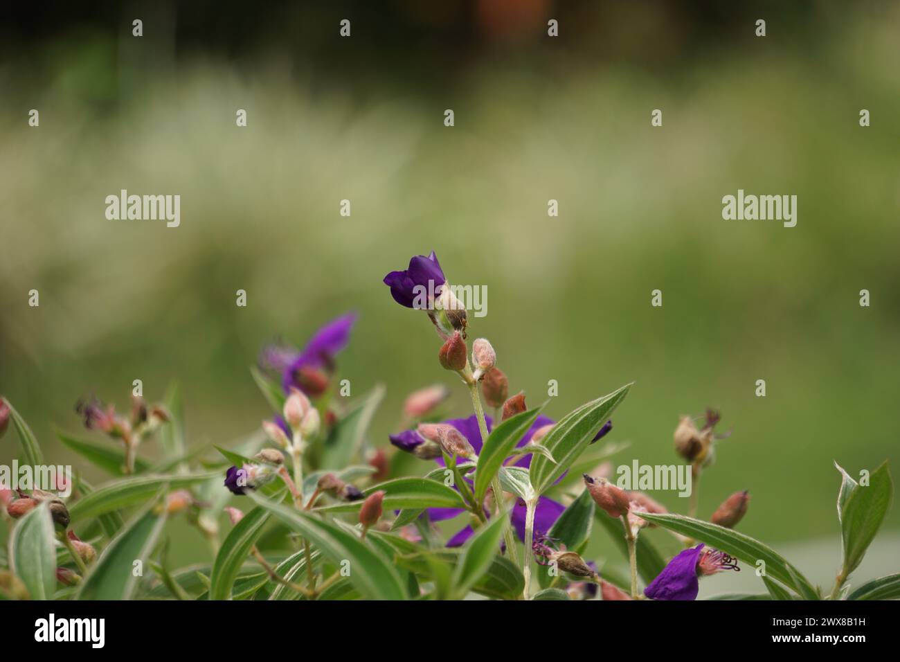 Tibouchina urvilleana (glory bush, lasiandra, princess flower, pleroma ...