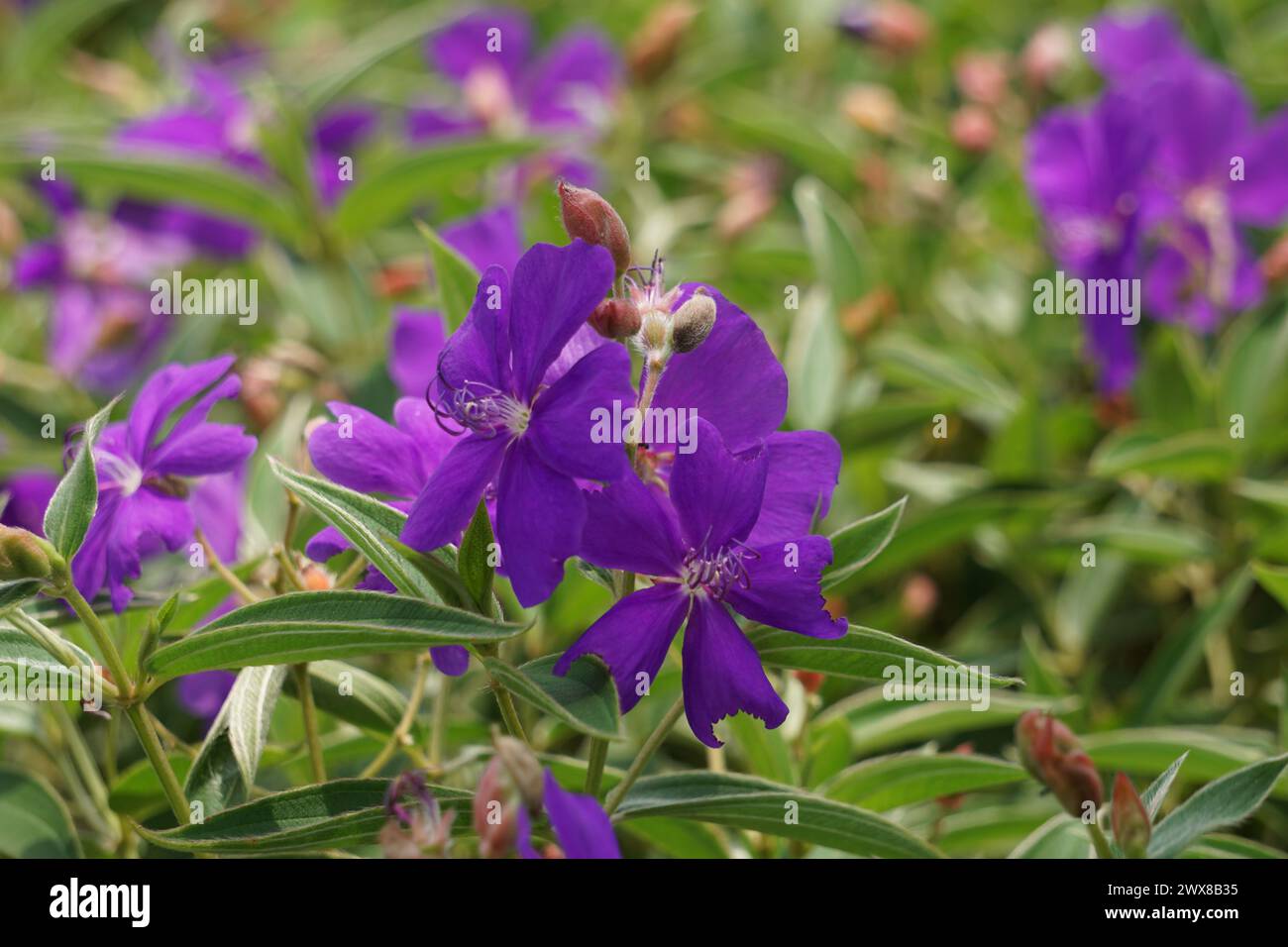 Tibouchina urvilleana (glory bush, lasiandra, princess flower, pleroma ...