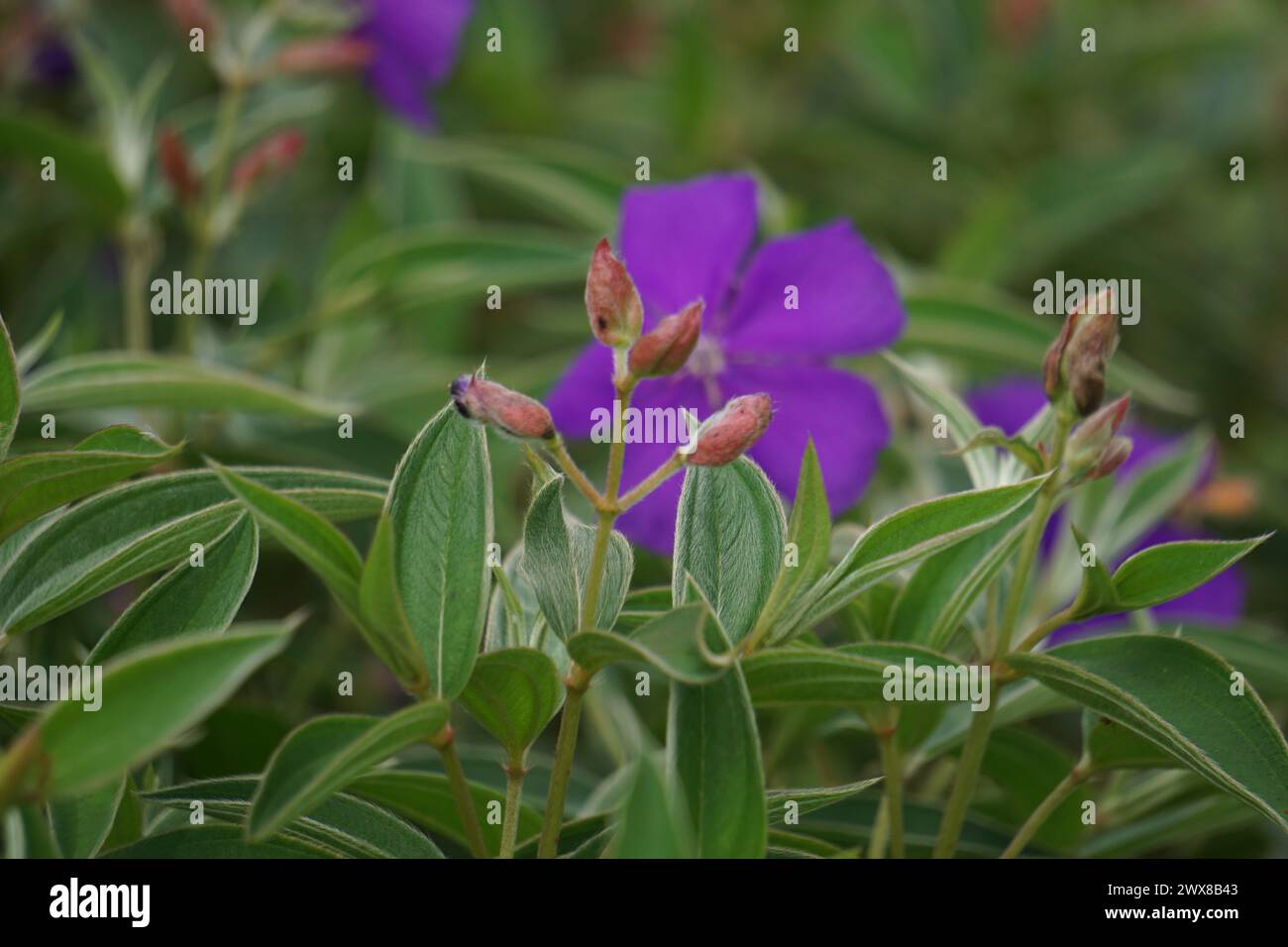 Tibouchina urvilleana (glory bush, lasiandra, princess flower, pleroma ...