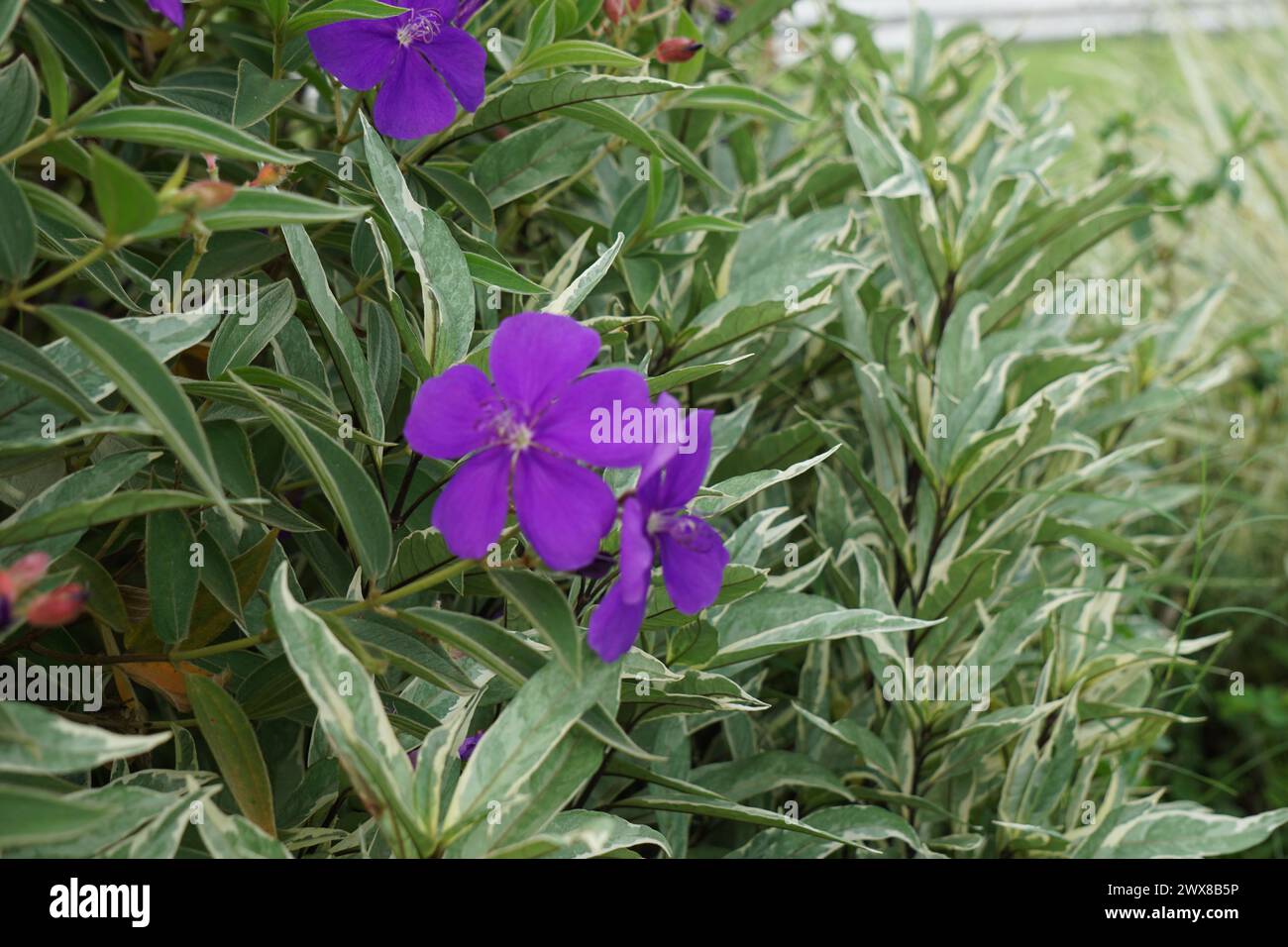 Tibouchina urvilleana (glory bush, lasiandra, princess flower, pleroma ...