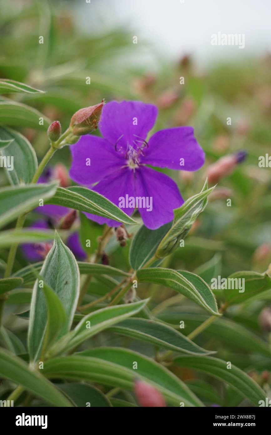 Tibouchina urvilleana (glory bush, lasiandra, princess flower, pleroma ...