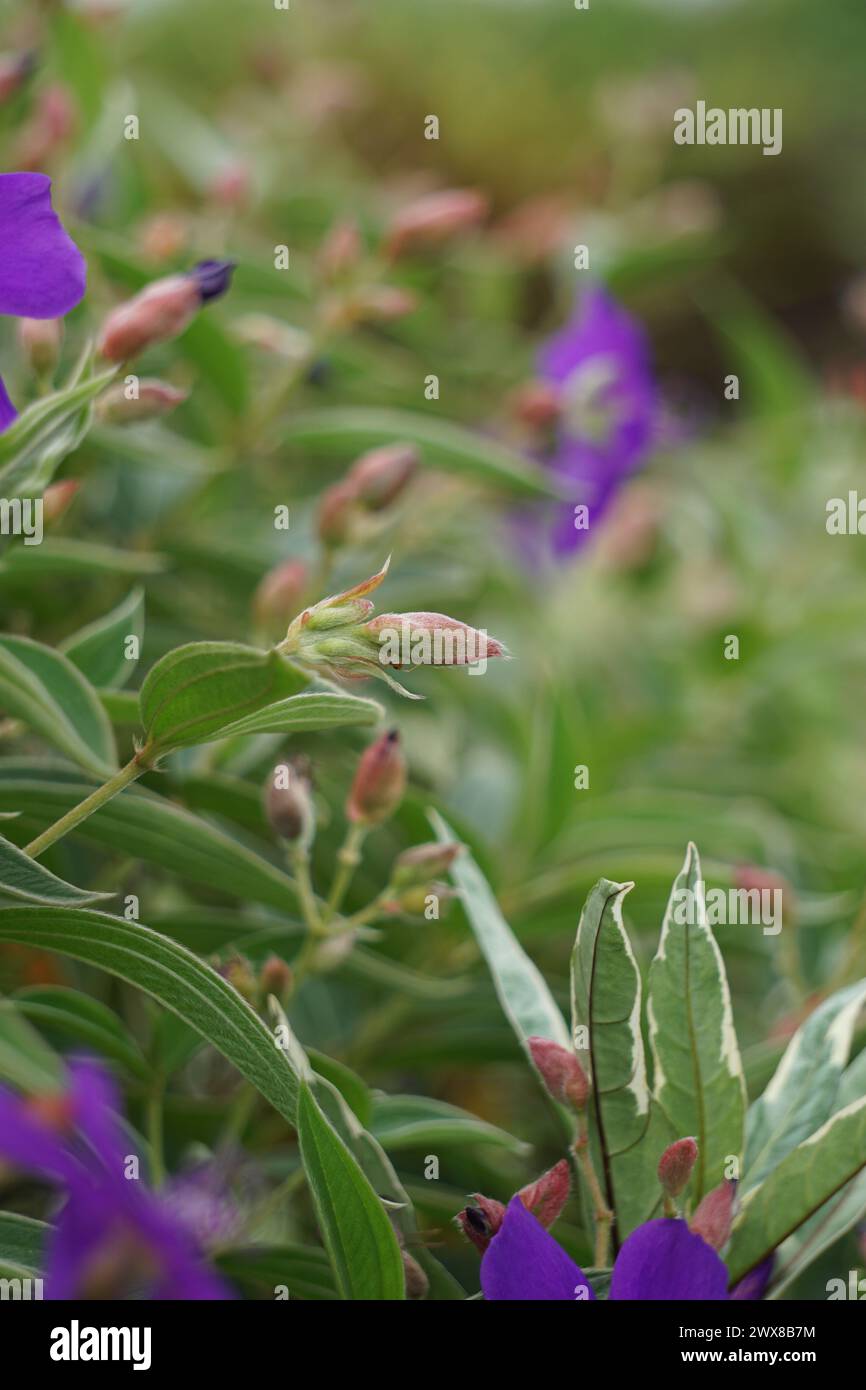 Tibouchina urvilleana (glory bush, lasiandra, princess flower, pleroma ...