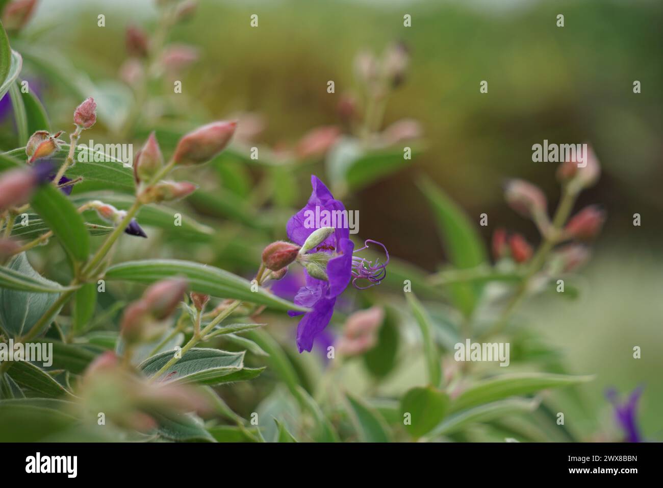 Tibouchina urvilleana (glory bush, lasiandra, princess flower, pleroma ...