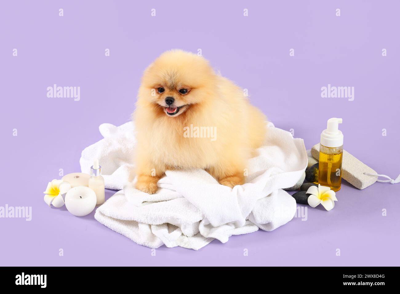 Cute Pomeranian dog with spa accessories lying on lilac background ...