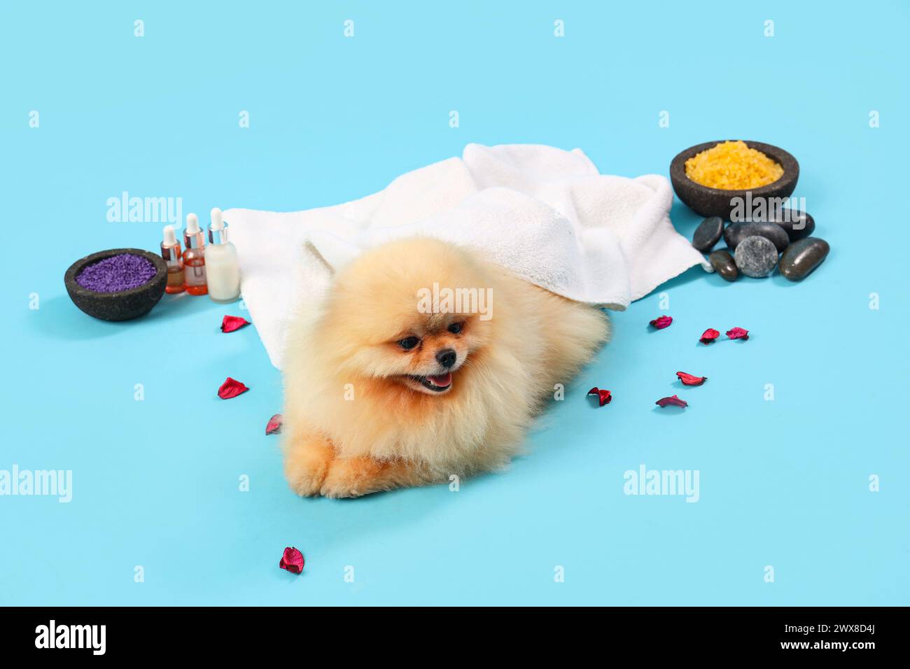 Cute Pomeranian dog with spa accessories and petals on blue background ...