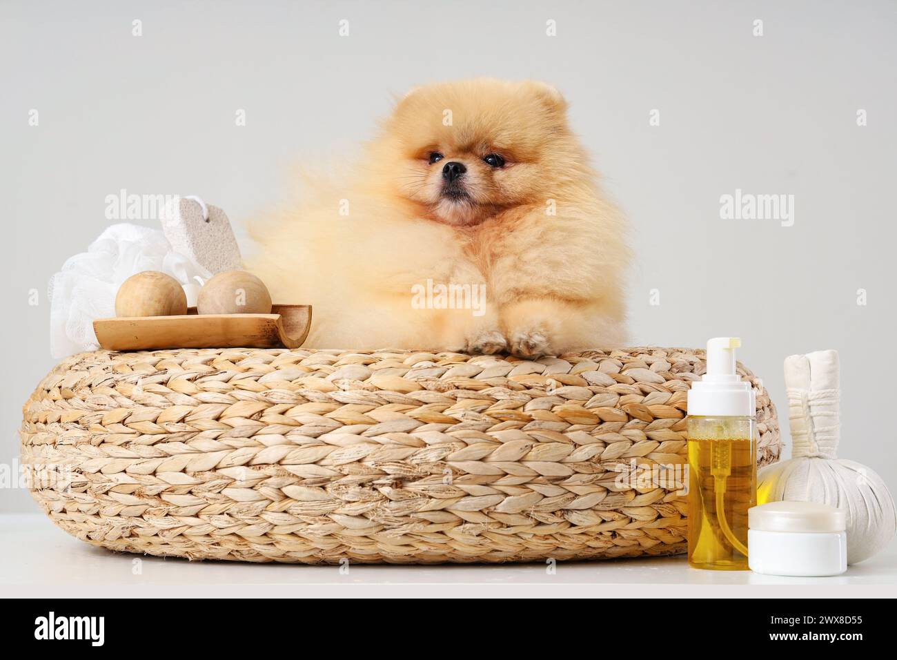 Cute Pomeranian dog with spa accessories on pouf against light ...