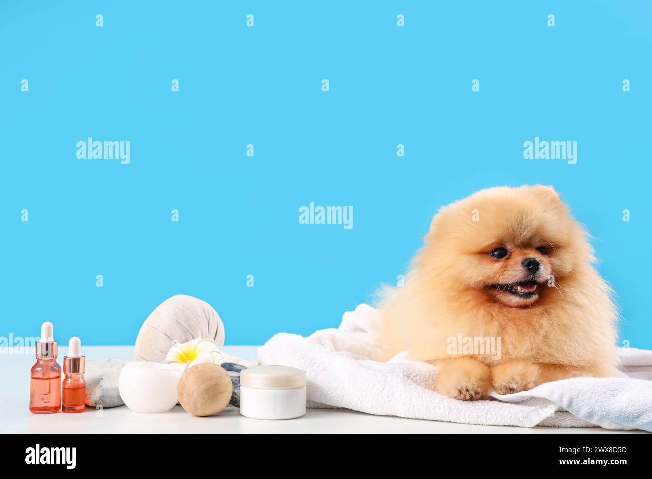 Cute Pomeranian dog with spa accessories on table against blue ...