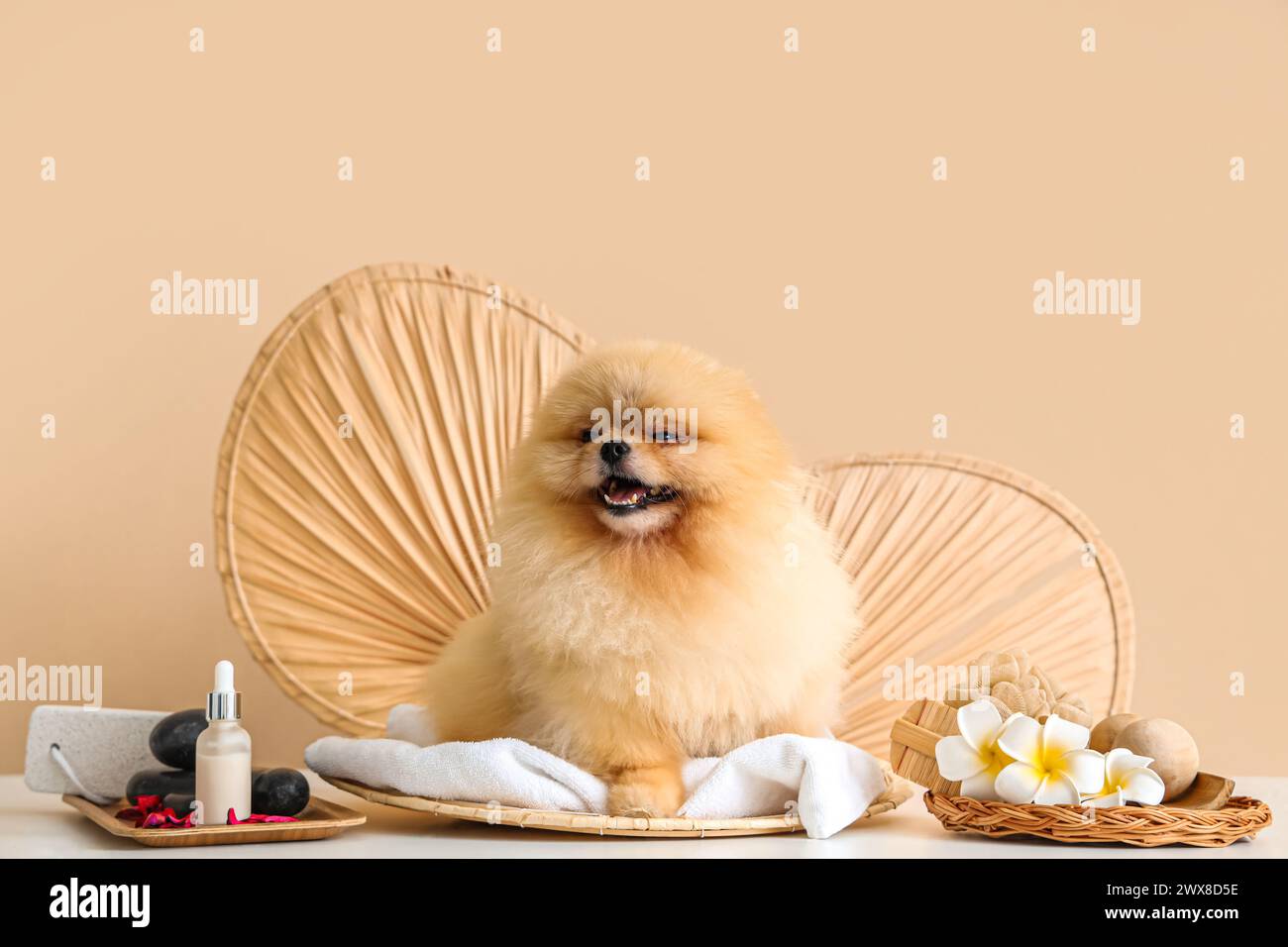 Cute Pomeranian dog with spa accessories and fans on table against ...