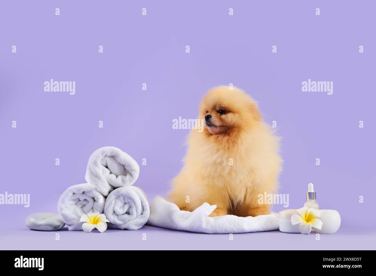 Cute Pomeranian dog with spa accessories and plumeria flowers on lilac ...