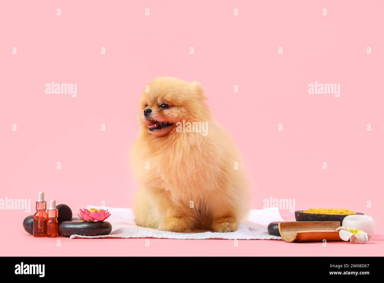 Cute Pomeranian dog with spa accessories on pink background Stock Photo ...