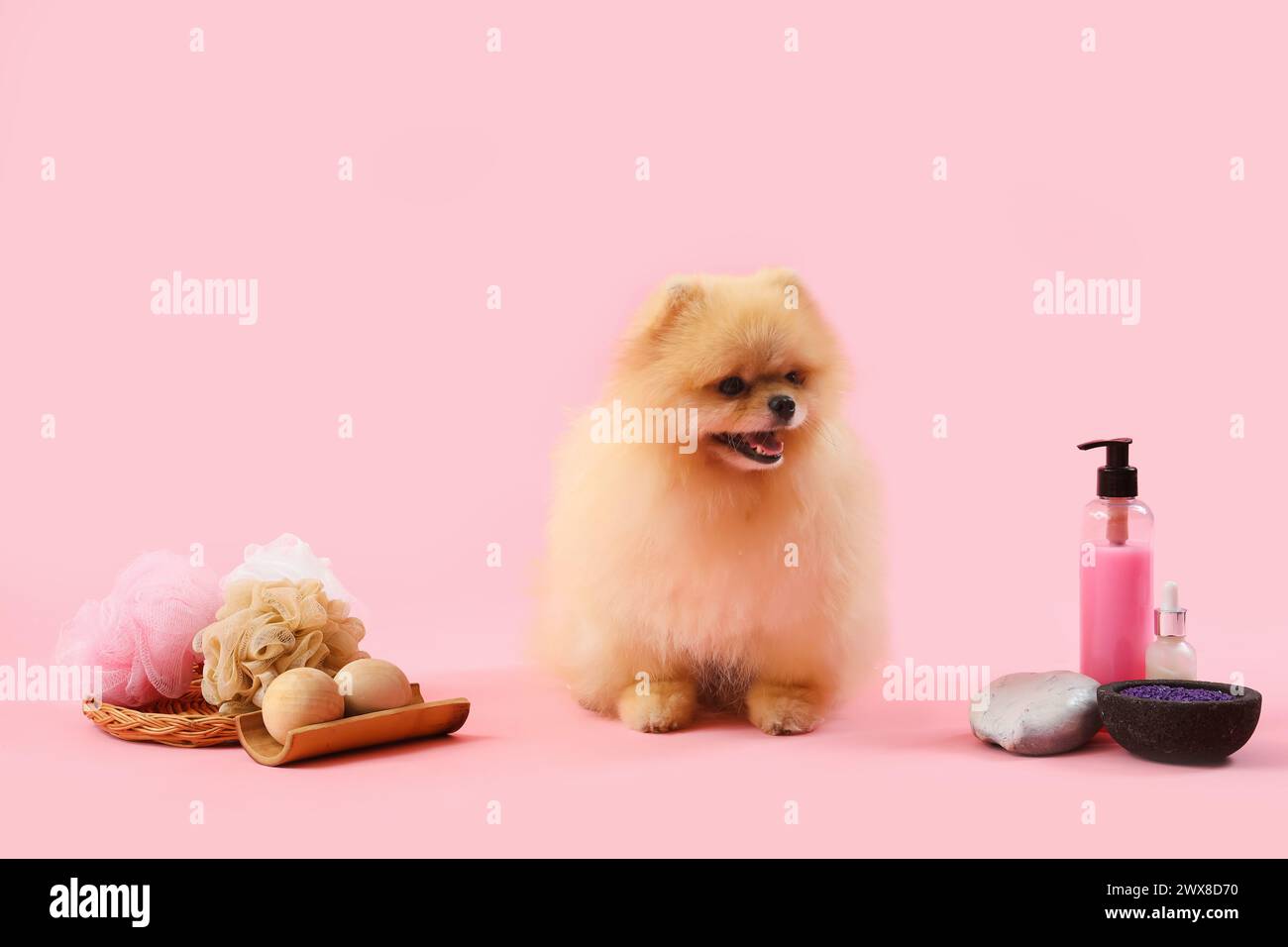 Cute Pomeranian dog with spa accessories on pink background Stock Photo ...