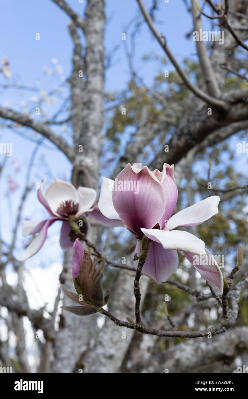 Iolanthe hi-res stock photography and images - Alamy