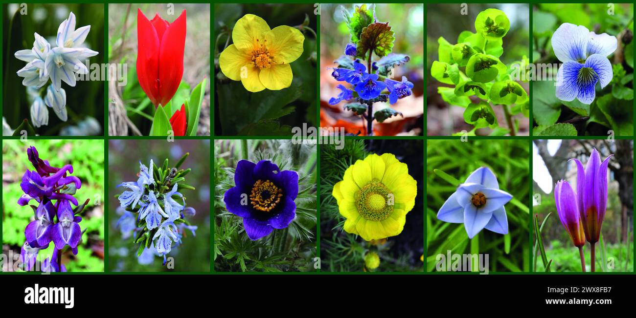 Tulpe humilis hi-res stock photography and images - Alamy