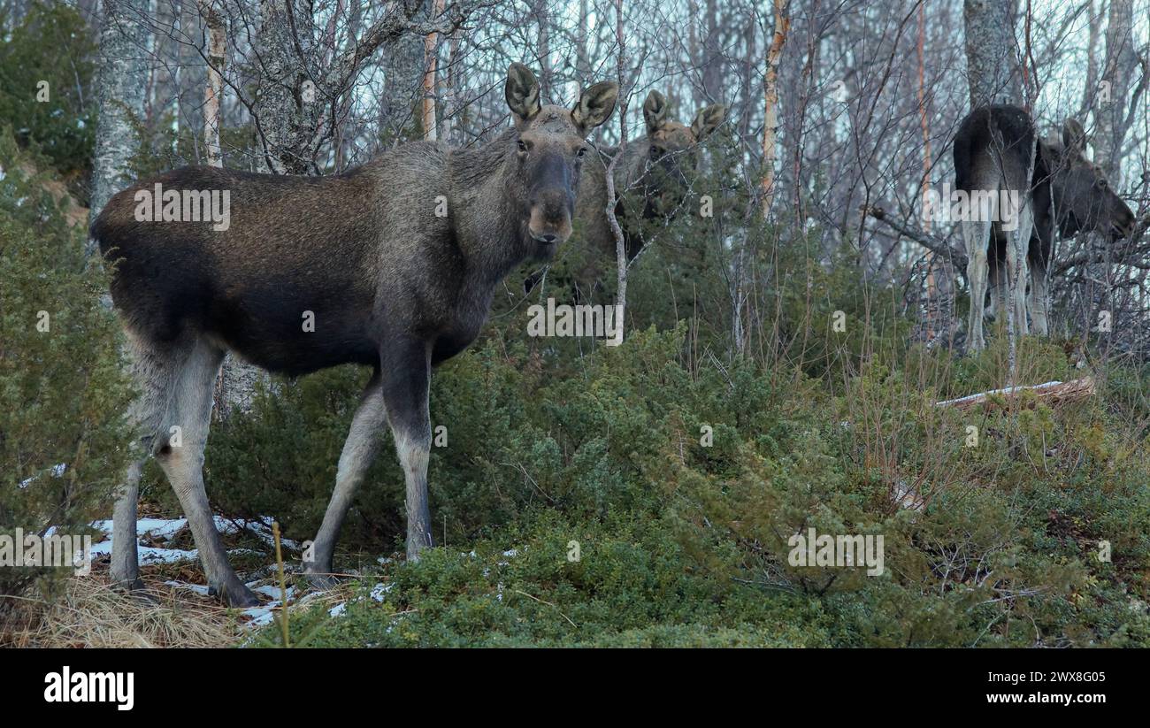 Three moose hi-res stock photography and images - Alamy