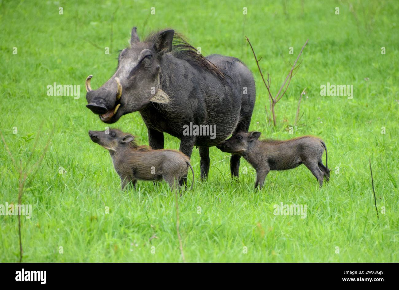 A warthog with her babies in a nature reserve in Zimbabwe. Credit: Vuk ...