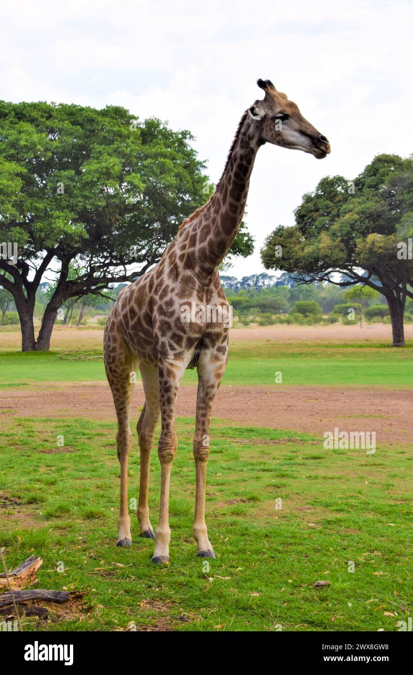 A giraffe in a nature reserve in Zimbabwe. Credit: Vuk Valcic/Alamy ...